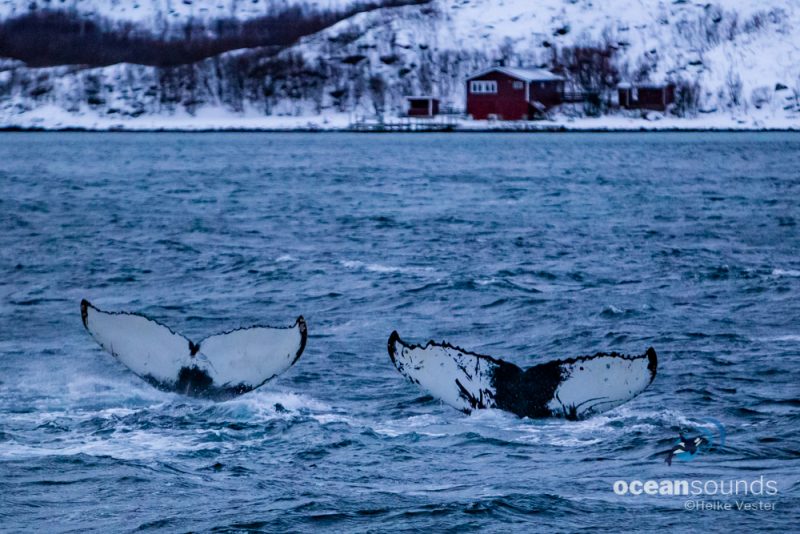 Marine Mammals in Norway – Ocean Sounds e.V.