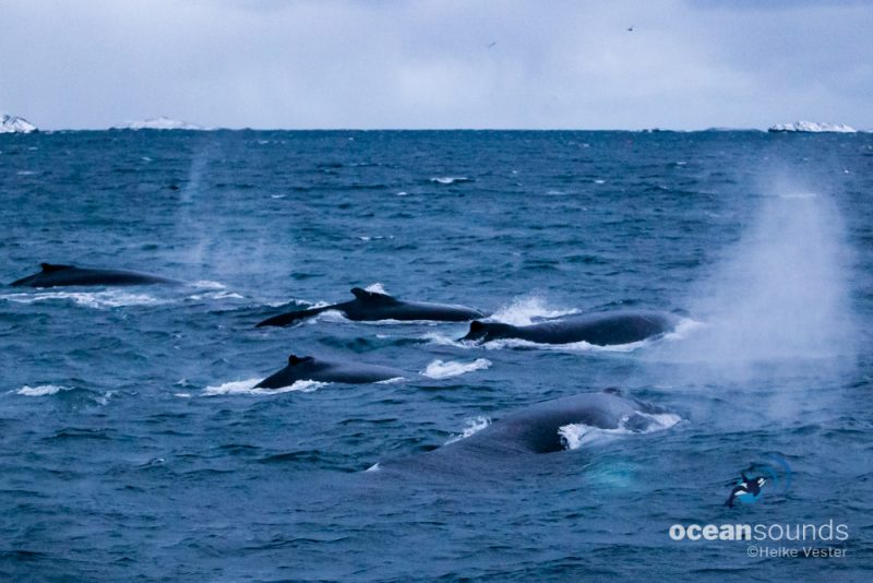 Marine Mammals in Norway – Ocean Sounds e.V.