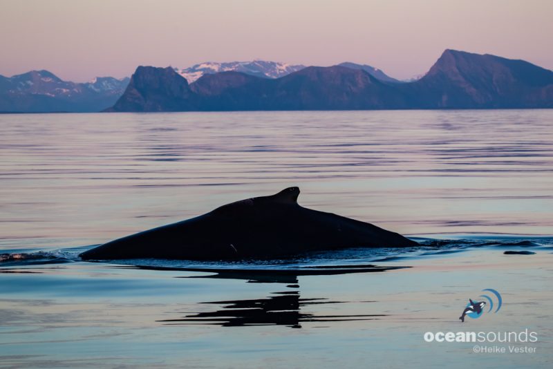 Marine Mammals in Norway – Ocean Sounds e.V.