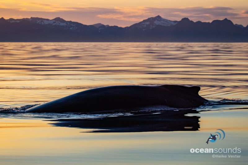 Marine Mammals in Norway – Ocean Sounds e.V.