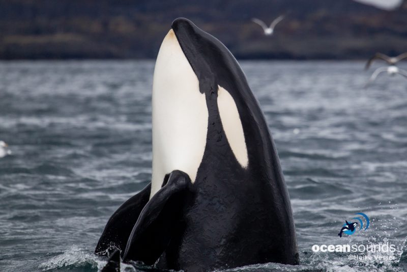 Marine Mammals in Norway – Ocean Sounds e.V.