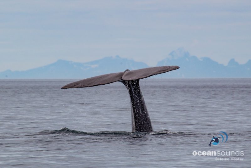 Marine Mammals in Norway – Ocean Sounds e.V.