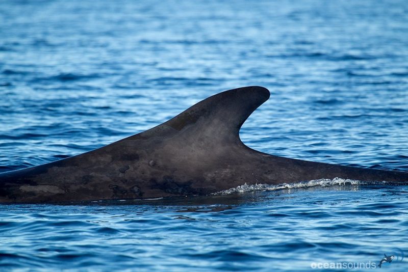 Marine Mammals in Norway – Ocean Sounds e.V.
