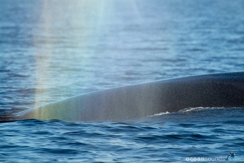Marine Mammals in Norway – Ocean Sounds e.V.