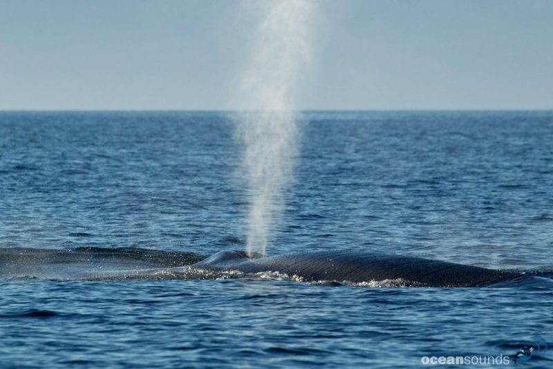 Marine Mammals in Chile – Ocean Sounds e.V.