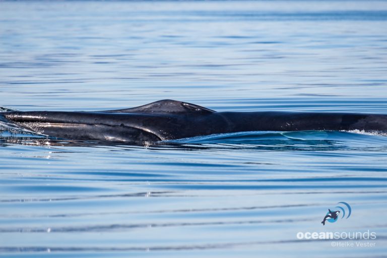 Marine Mammals in Norway – Ocean Sounds e.V.