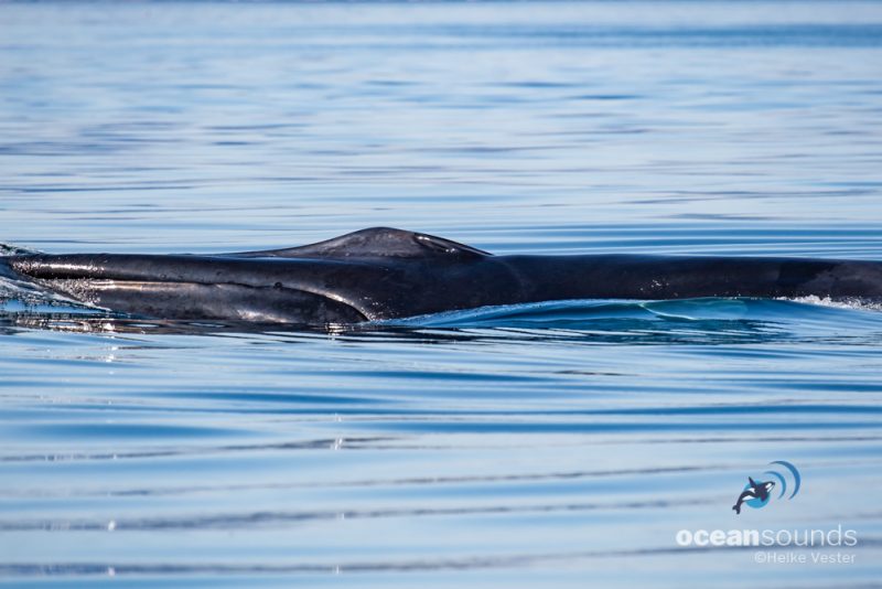 Marine Mammals in Norway – Ocean Sounds e.V.