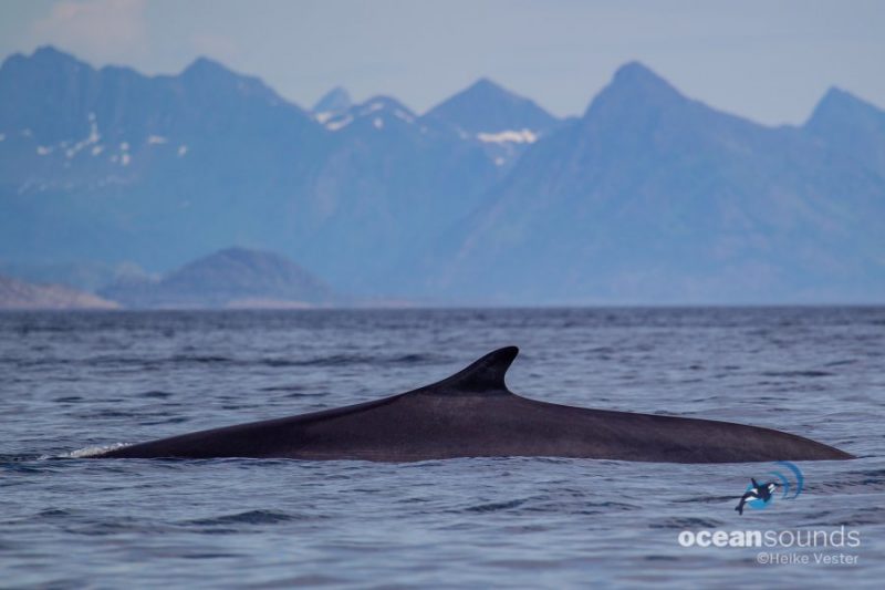 Marine Mammals in Chile – Ocean Sounds e.V.