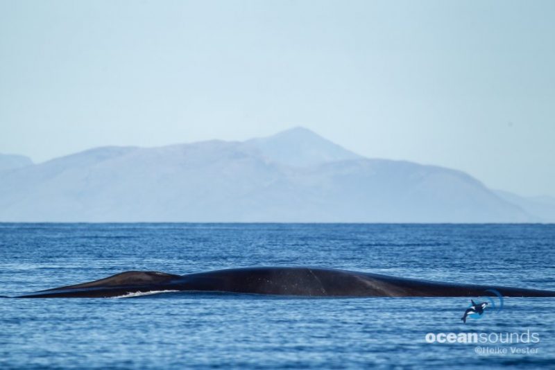 Marine Mammals in Chile – Ocean Sounds e.V.