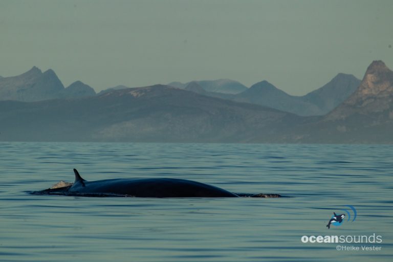Marine Mammals in Norway – Ocean Sounds e.V.