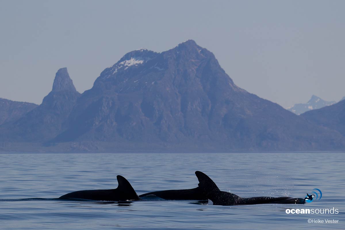 Ocean Sounds e.V. – Marine Mammal Science and Conservation