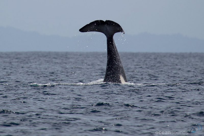 Marine Mammals in West Papua – Ocean Sounds e.V.