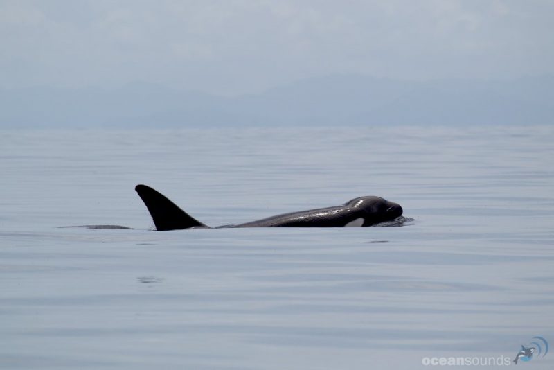 Marine Mammals in West Papua – Ocean Sounds e.V.