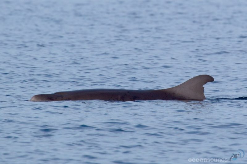 Marine Mammals in West Papua – Ocean Sounds e.V.