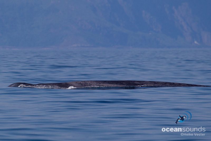 Marine Mammals in Norway – Ocean Sounds e.V.